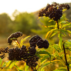alcohol-free elderberry extract for families