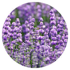 Aleavia body cleanse promotes healthy skin