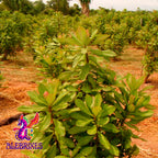 Alebrixes Moronel herbal tea brewing guide