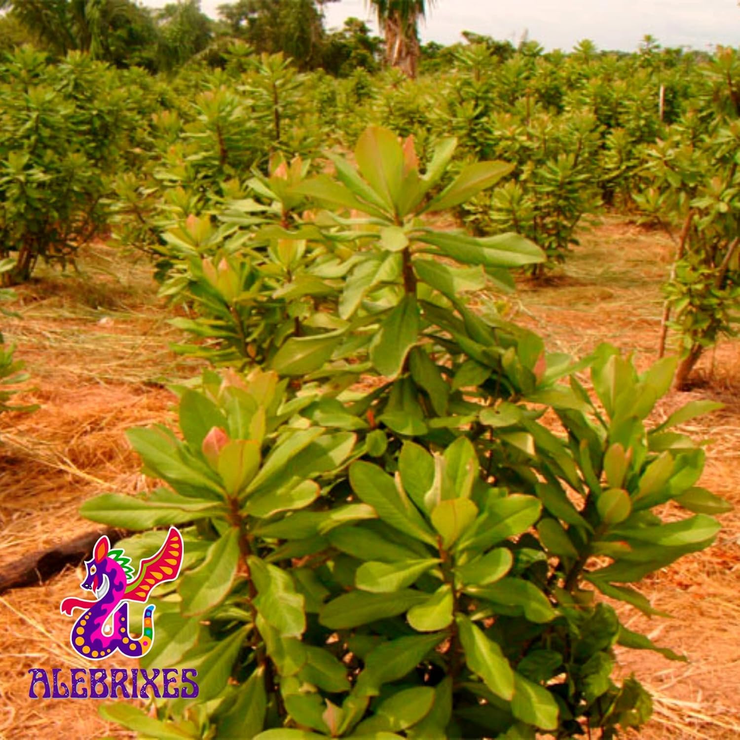 Alebrixes Moronel herbal tea brewing guide