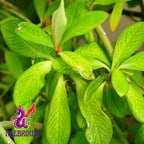 Alebrixes Moronel herbal tea for relaxation