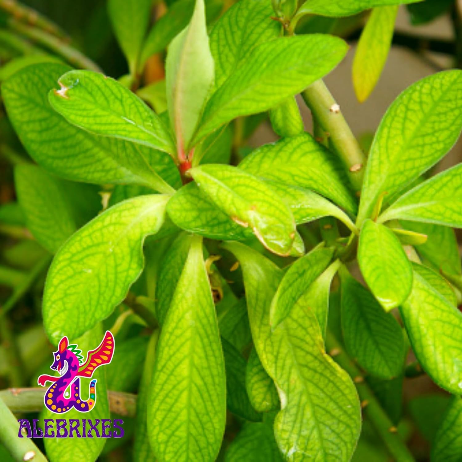 Alebrixes Moronel herbal tea for relaxation