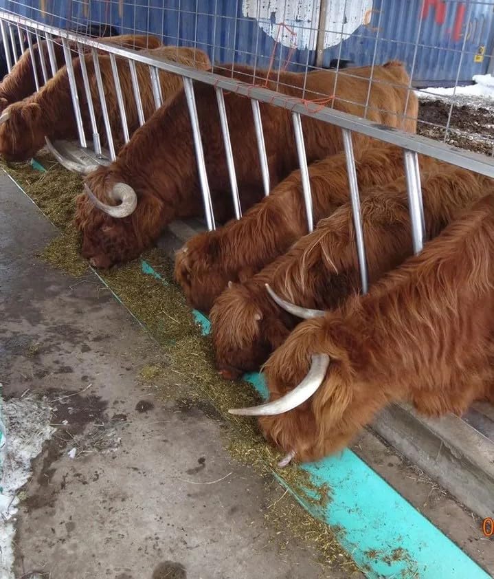 alfalfa animal feed for optimal growth