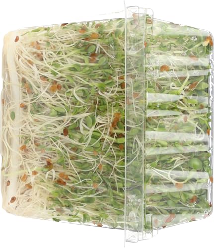 alfalfa sprouts packed with nutrients