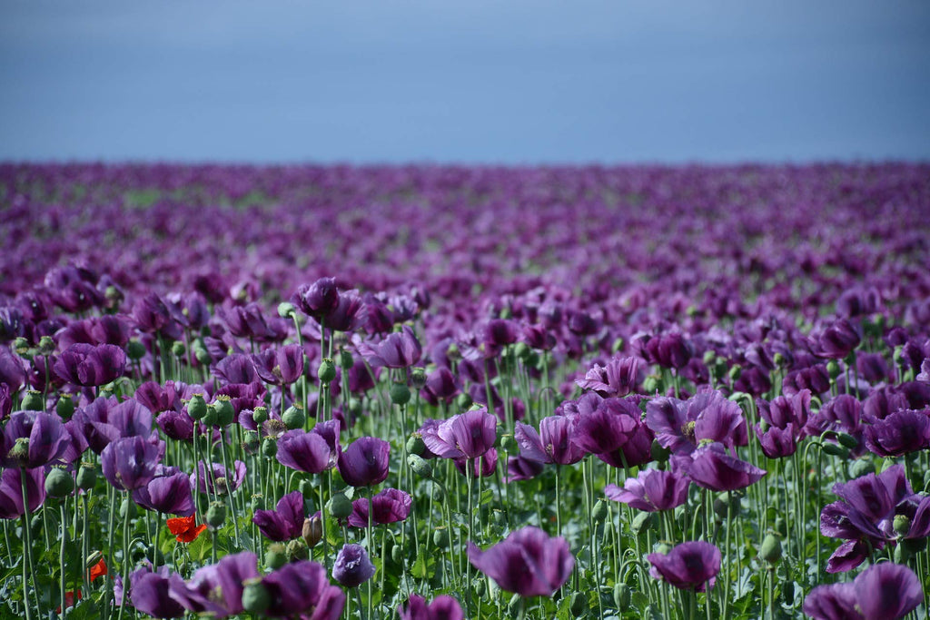 all-natural antihistamine for health