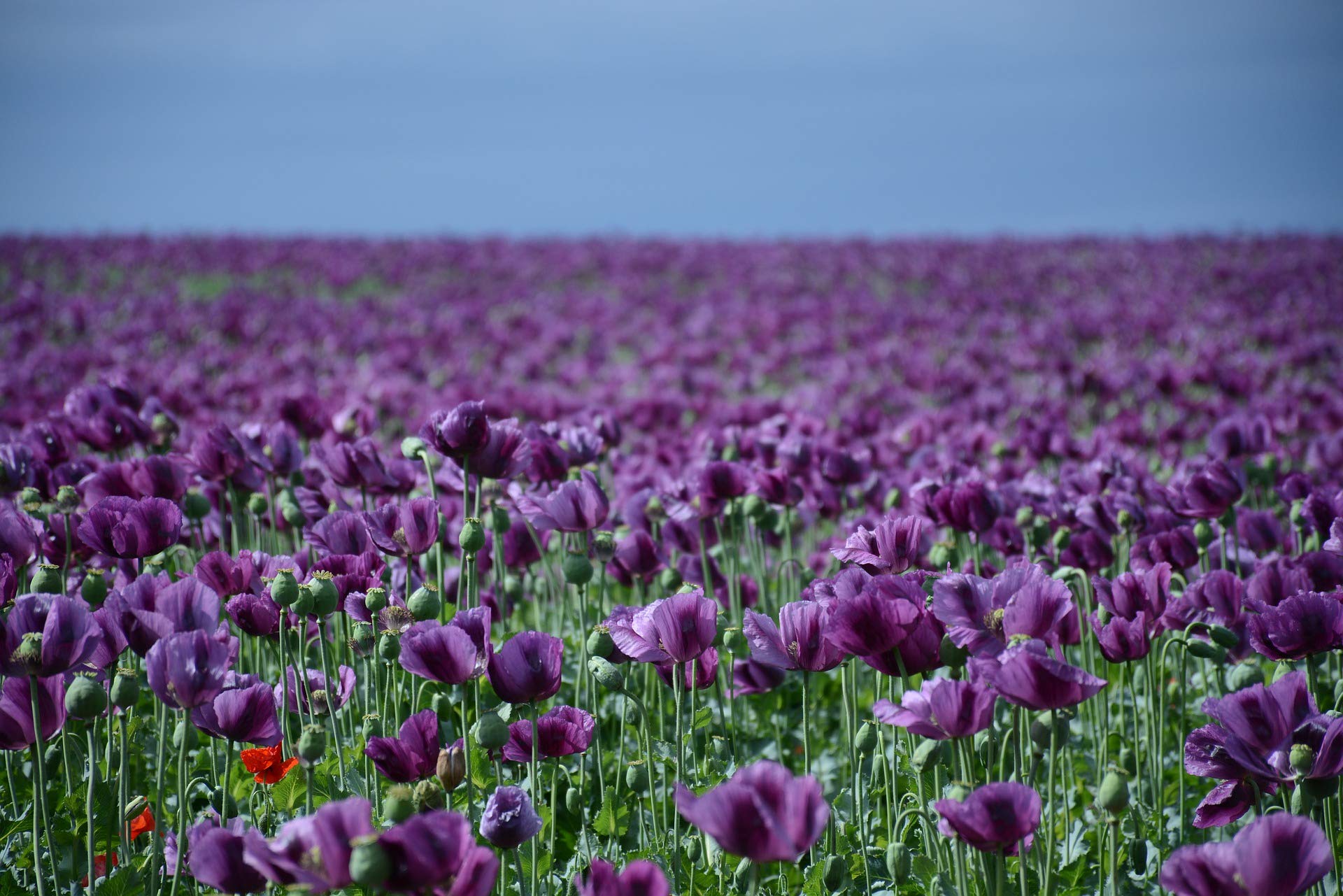 all-natural antihistamine for health