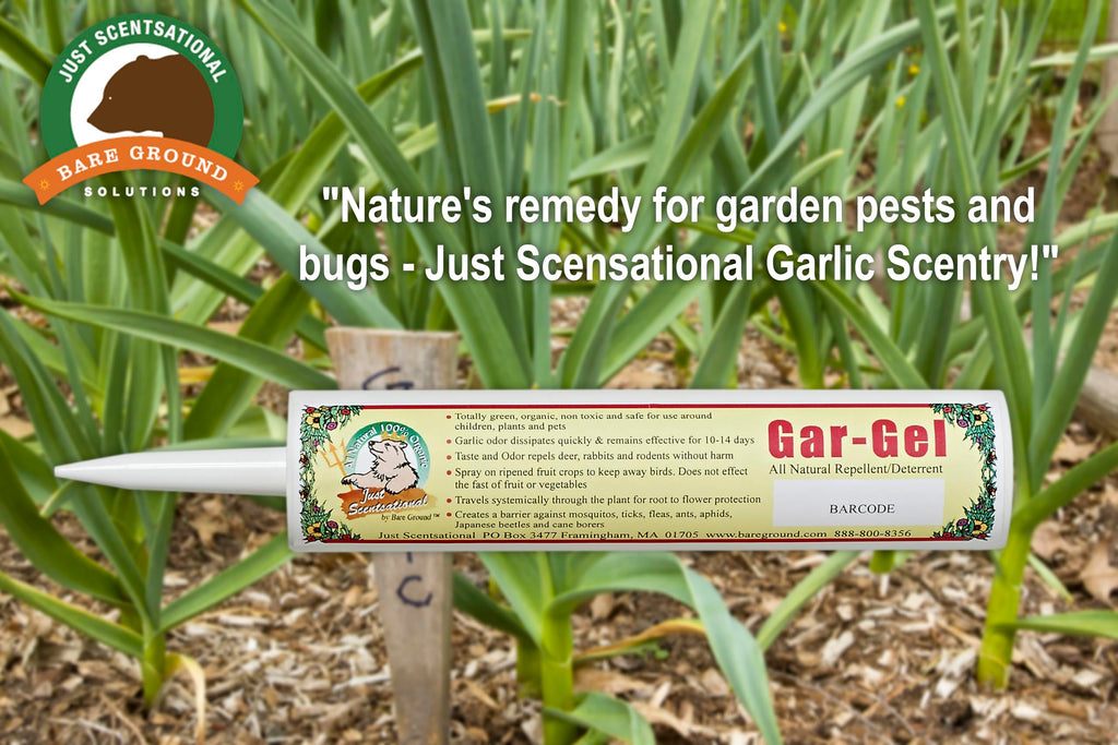 all natural garlic pest control