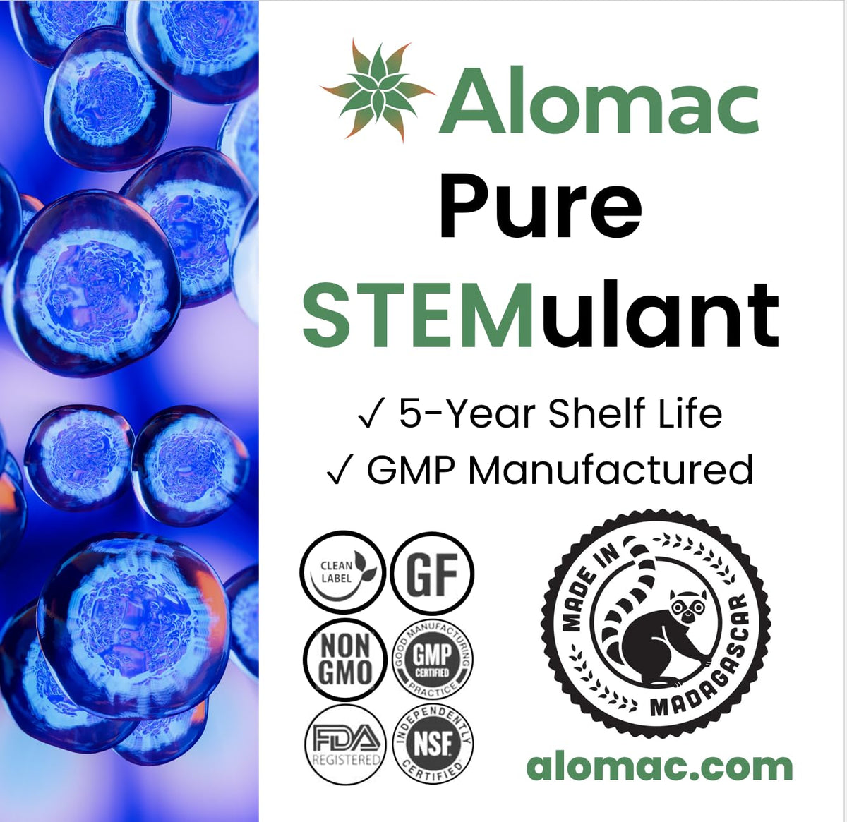 Aloe macroclada for skin hydration
