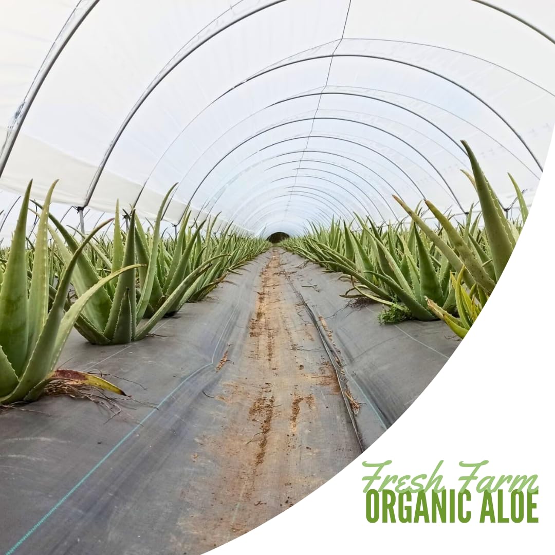aloe vera drink for overall health