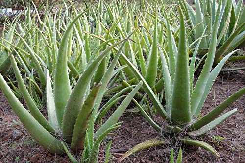 aloe vera drink for skin health