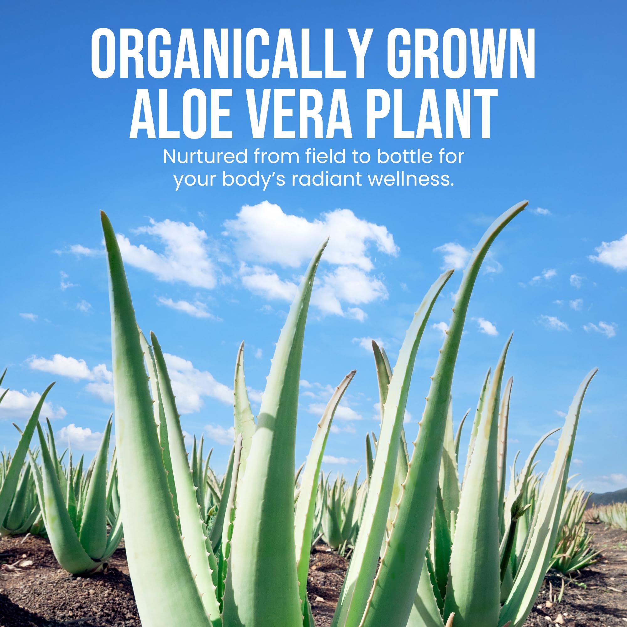 aloe vera gel for daily wellness