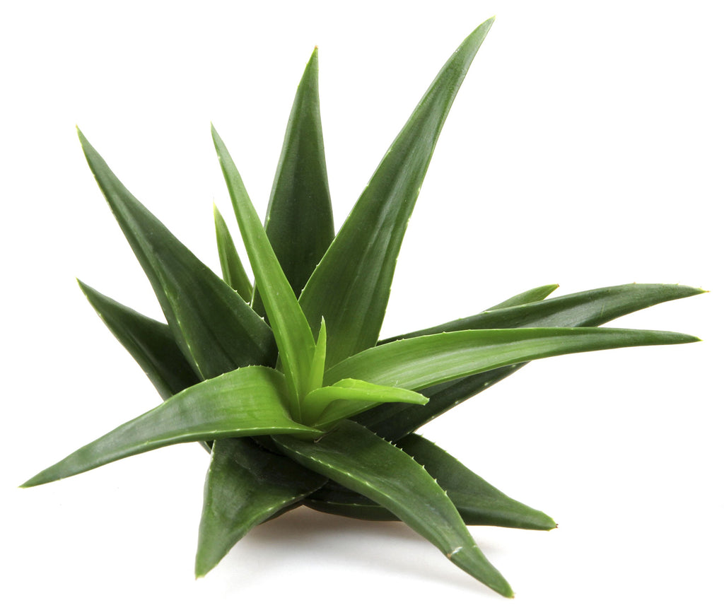 Aloe vera gel relief for sunburns