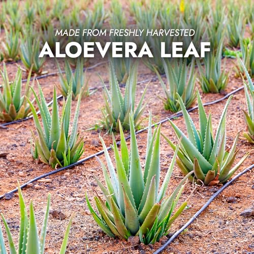 aloe vera juice for immune support