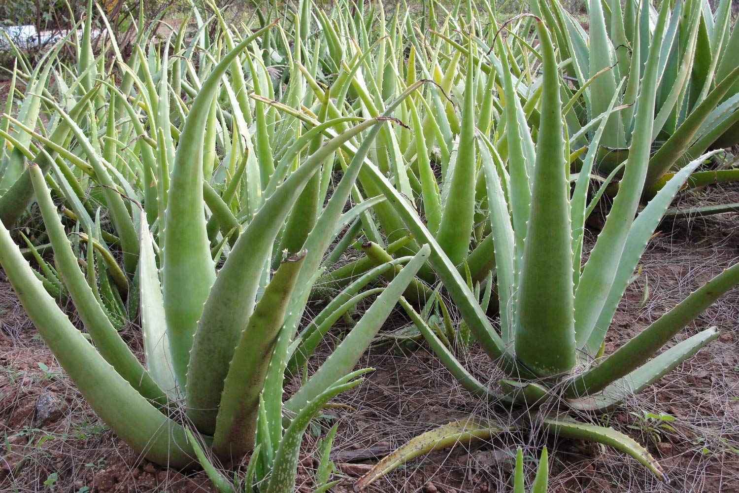 aloe vera juice for wellness