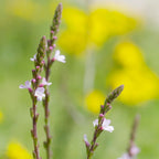 Alpi Nature verbena calming infusion