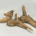 American ginseng root for energy