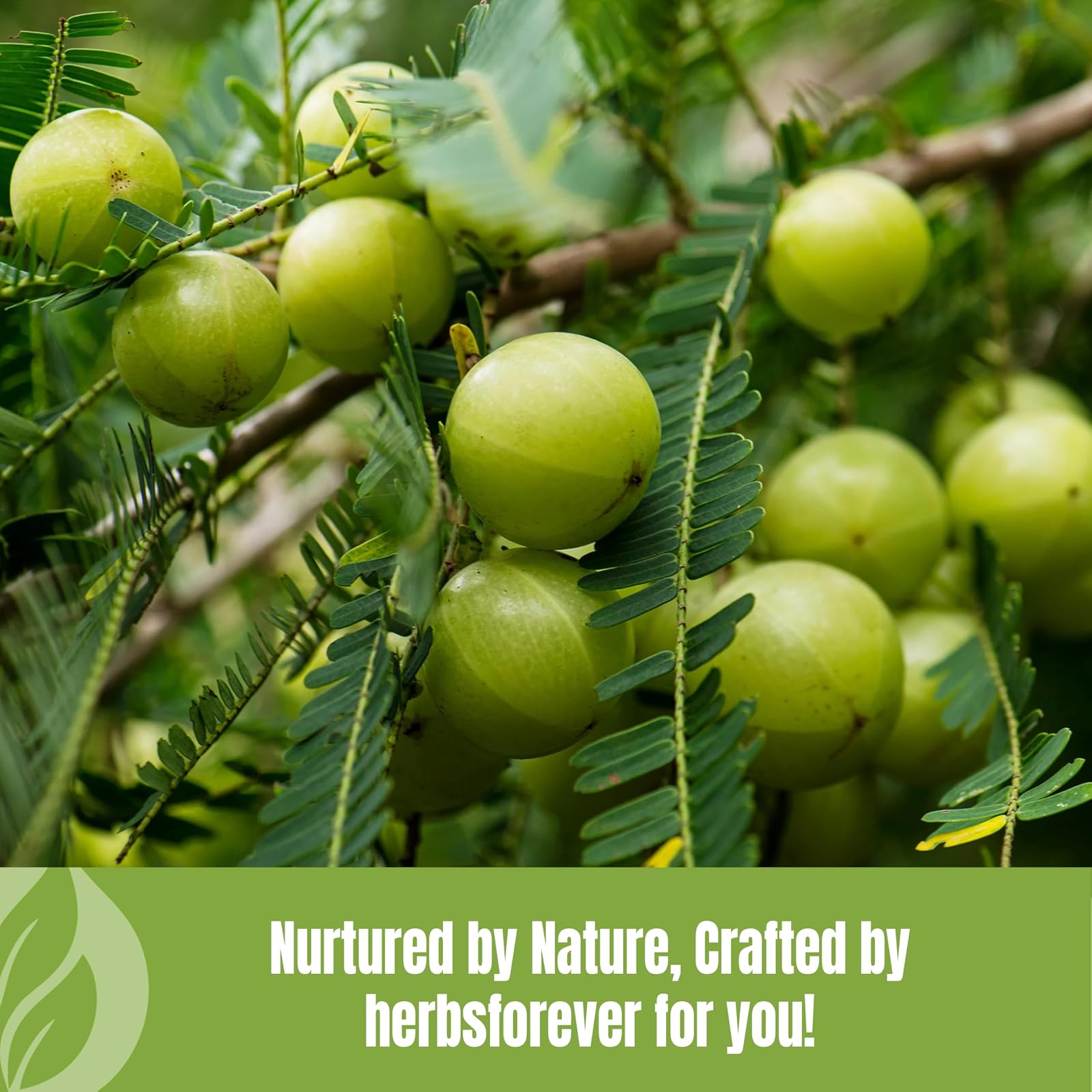 Amla Powder as a superfood supplement