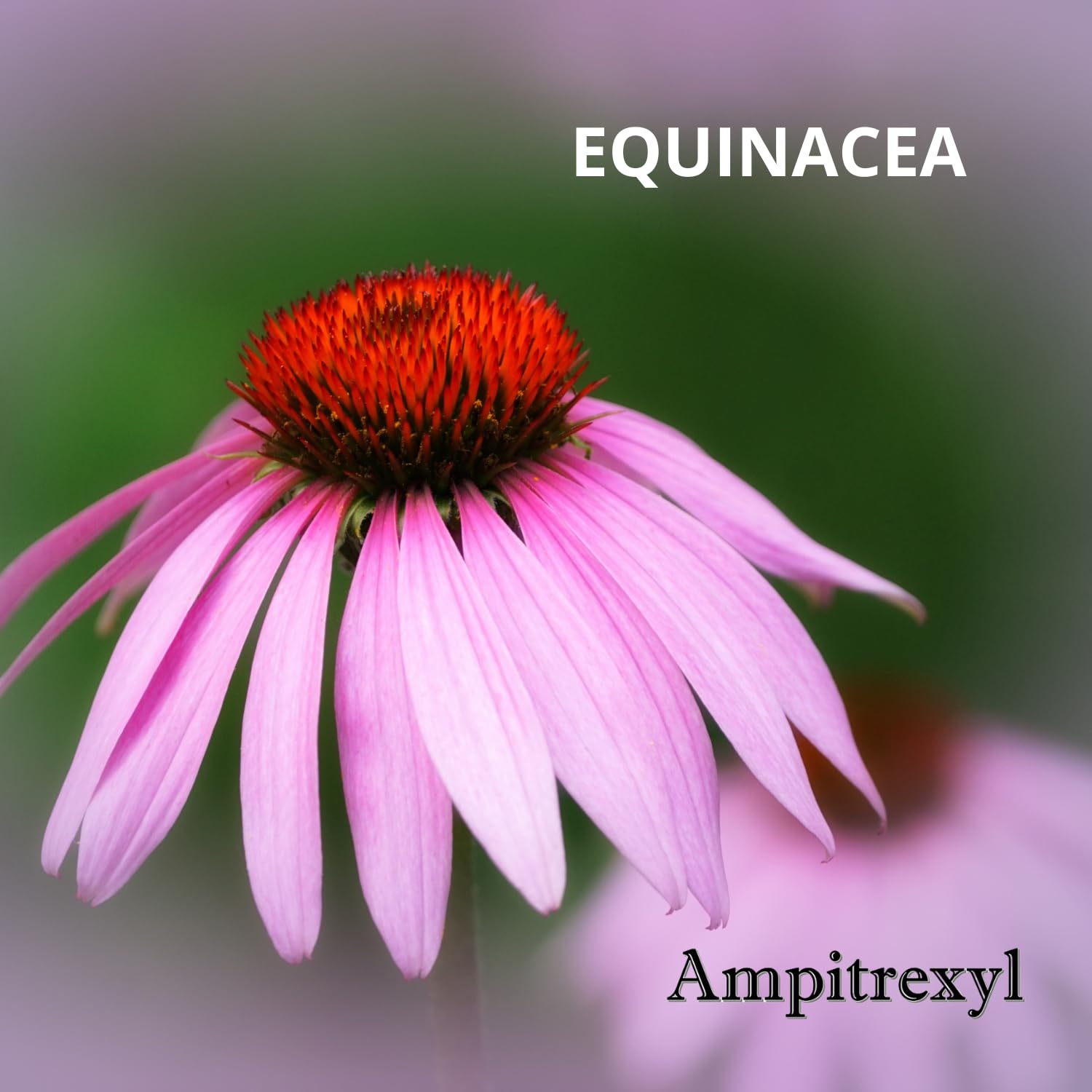 Ampitrexyl Plus for overall health
