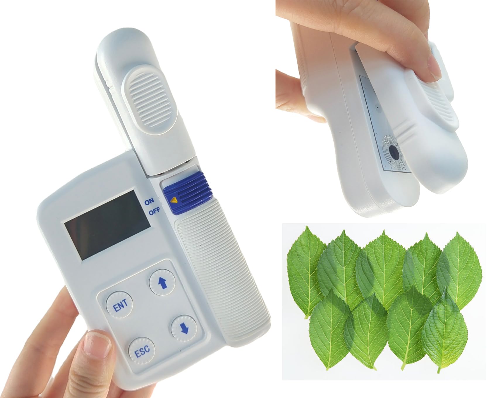 analyze plant leaf chlorophyll content