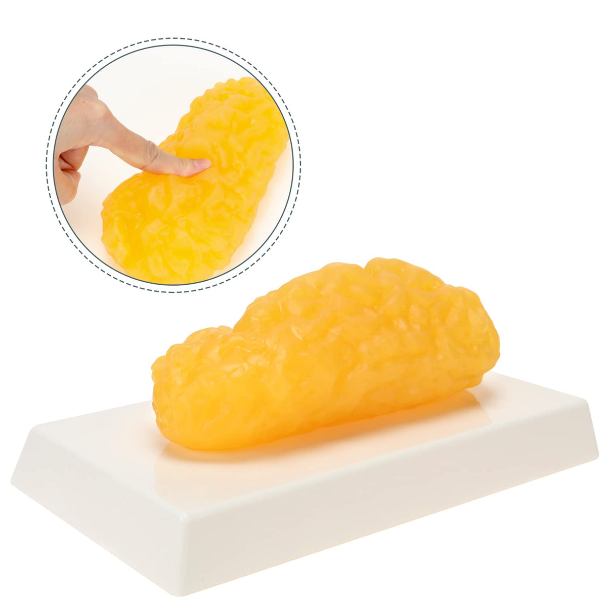 anatomical fat model for weight loss
