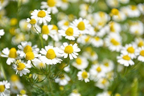ancient foods chamomile tea quality
