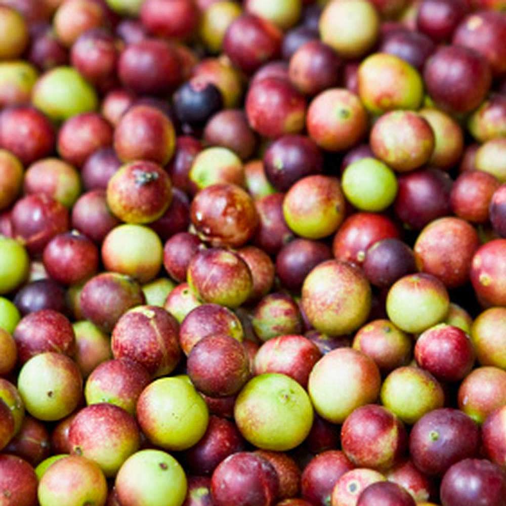 Andes Camu Camu antioxidant properties