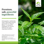 Andrographis EP80 for seasonal health