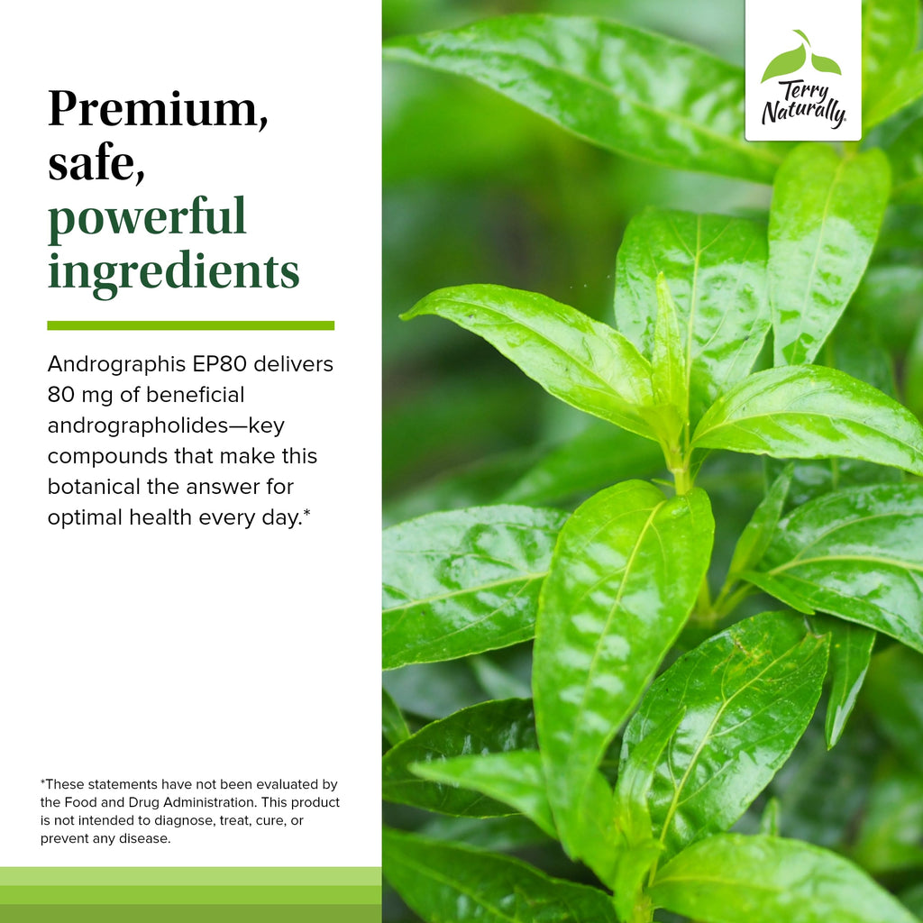 andrographis paniculata for daily wellness