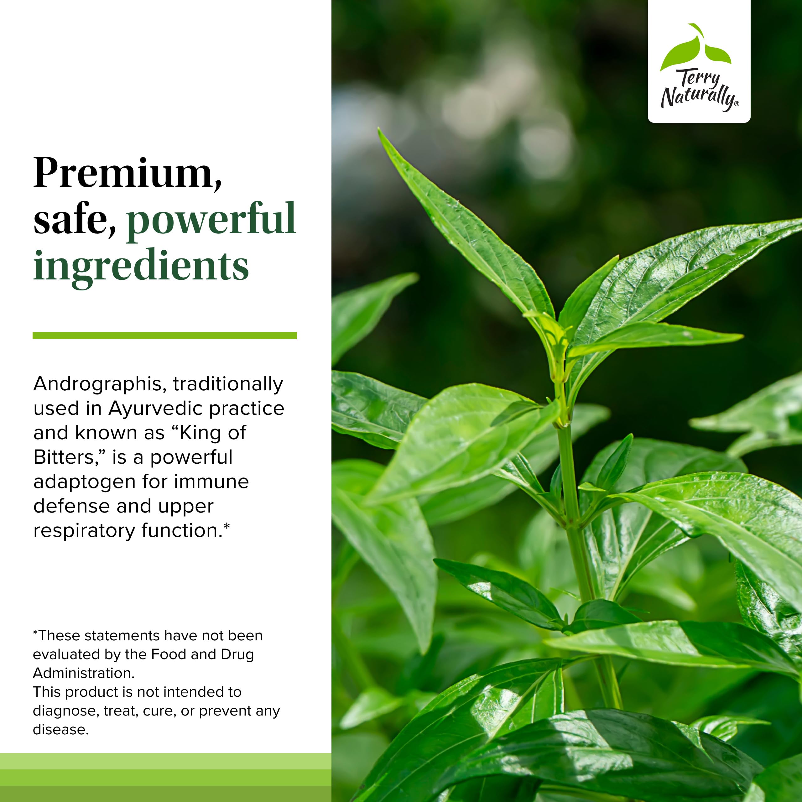 andrographis paniculata for overall vitality
