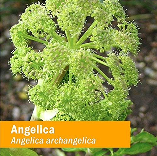 angelica root extract for gut health
