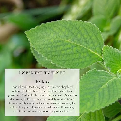 Anima Mundi echinacea tonic benefits