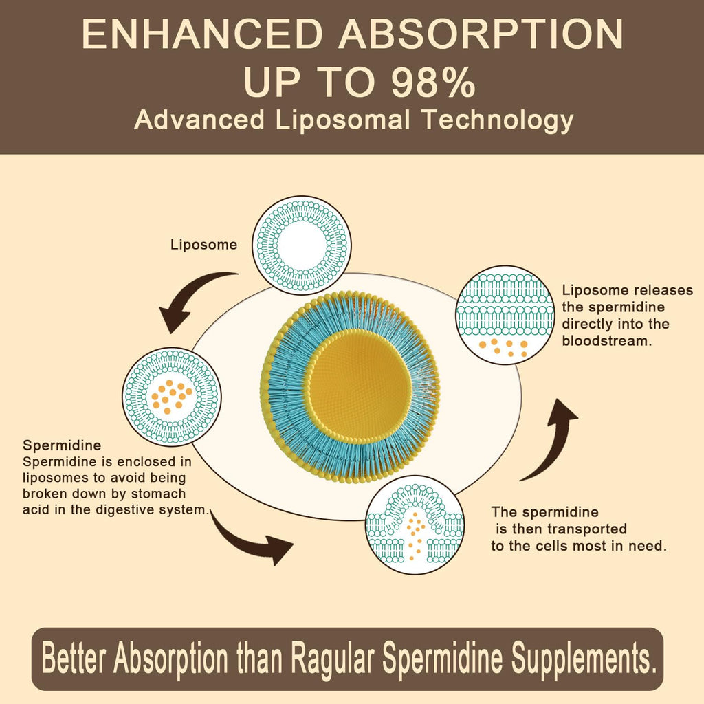 anti-aging spermidine benefits