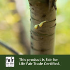 anti-inflammatory turmeric supplement
