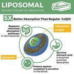antioxidant benefits of coq10