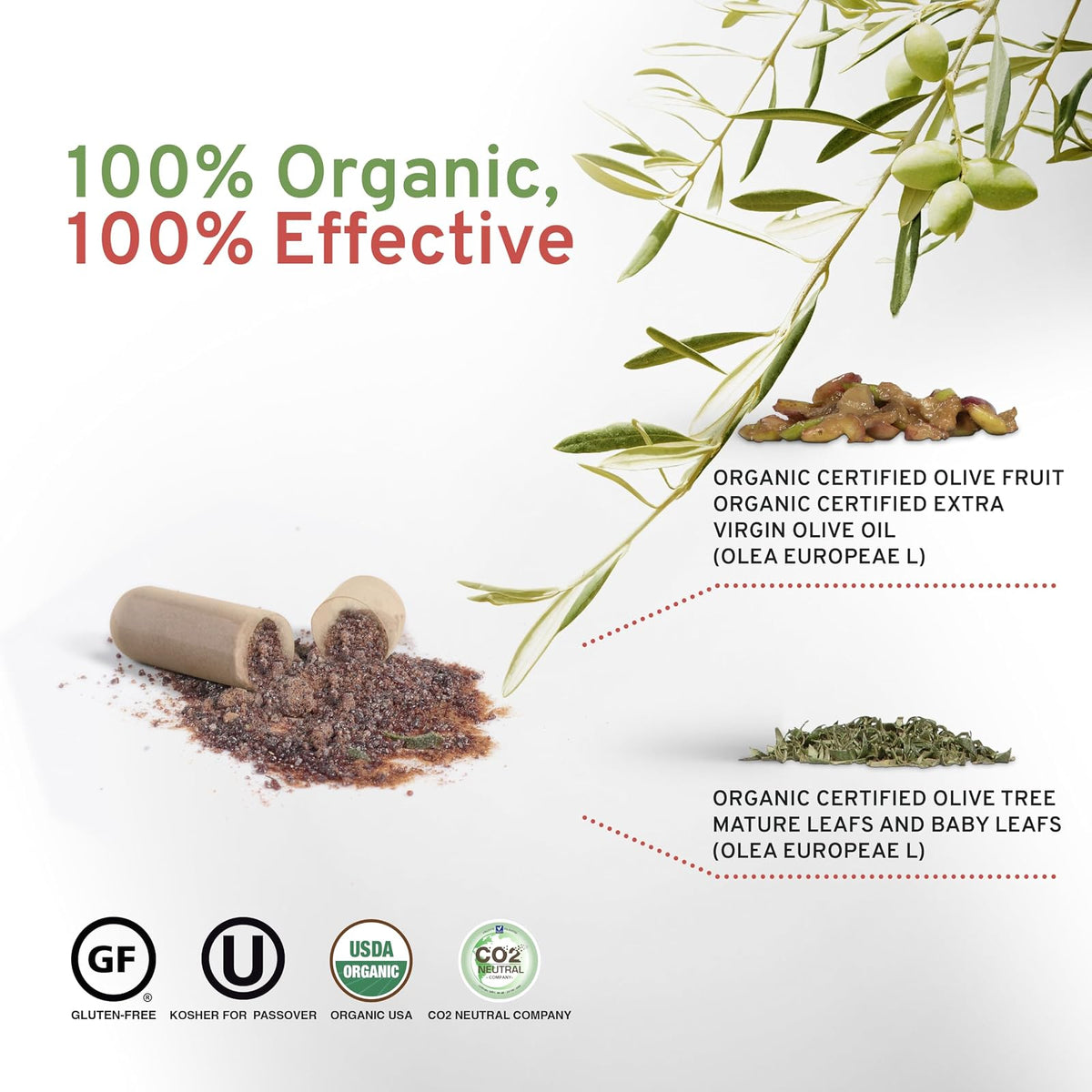 antioxidant benefits of olive fruit