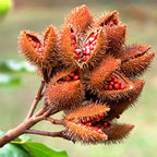 antioxidant benefits of vitamin e