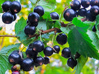 antioxidant-packed juice powder