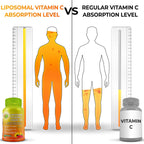 antioxidant protection liposomal vitamin c