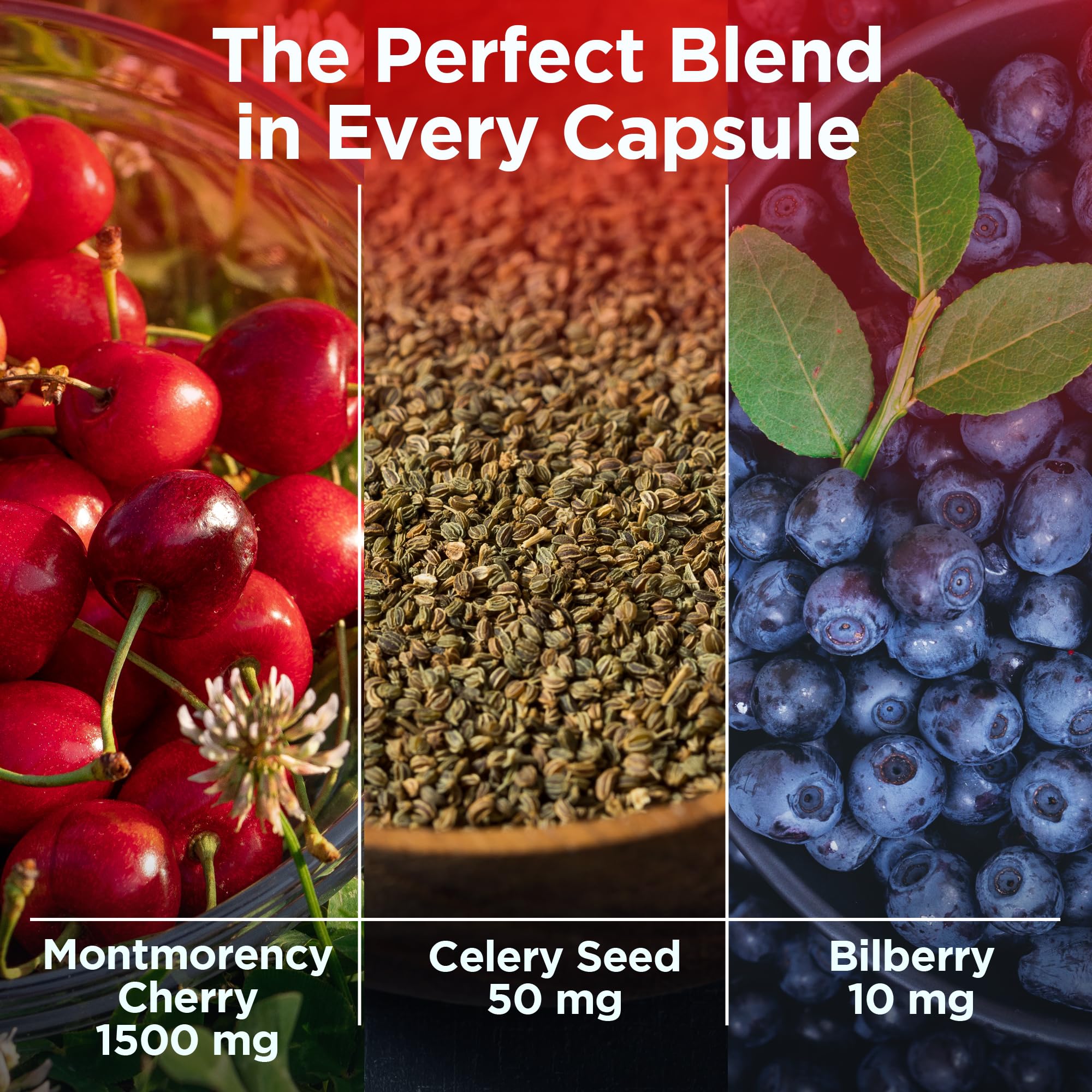 antioxidant-rich bilberry extract