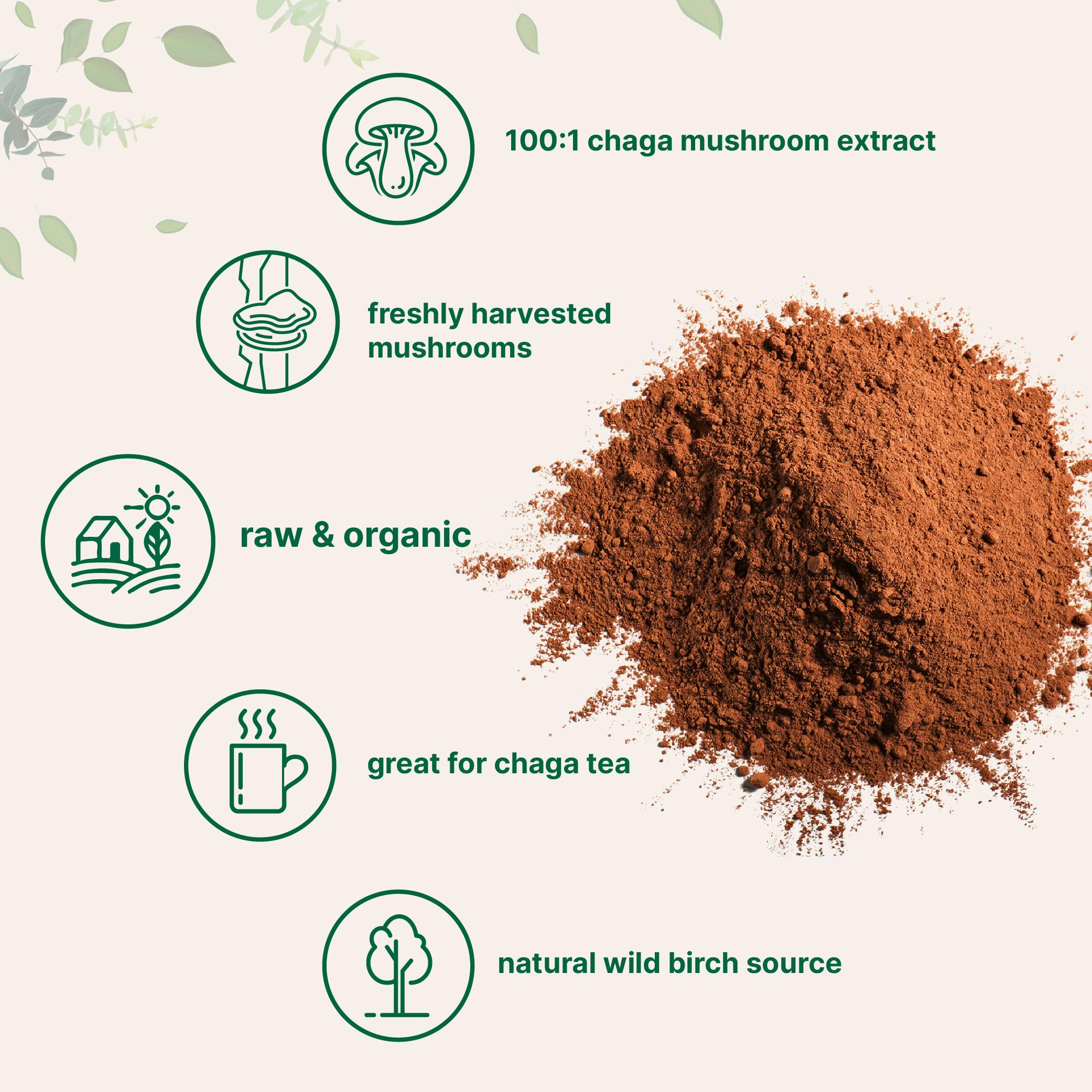 antioxidant rich chaga mushroom extract