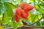 antioxidant-rich ground annatto powder
