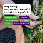 antioxidant-rich maqui berry supplement