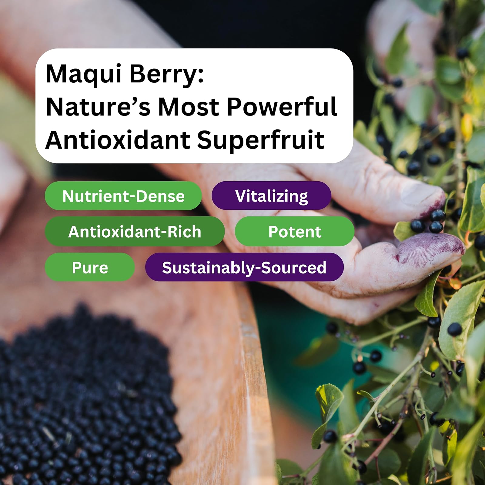 antioxidant-rich maqui berry supplement
