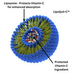 antioxidant support with liposomal vitamin c