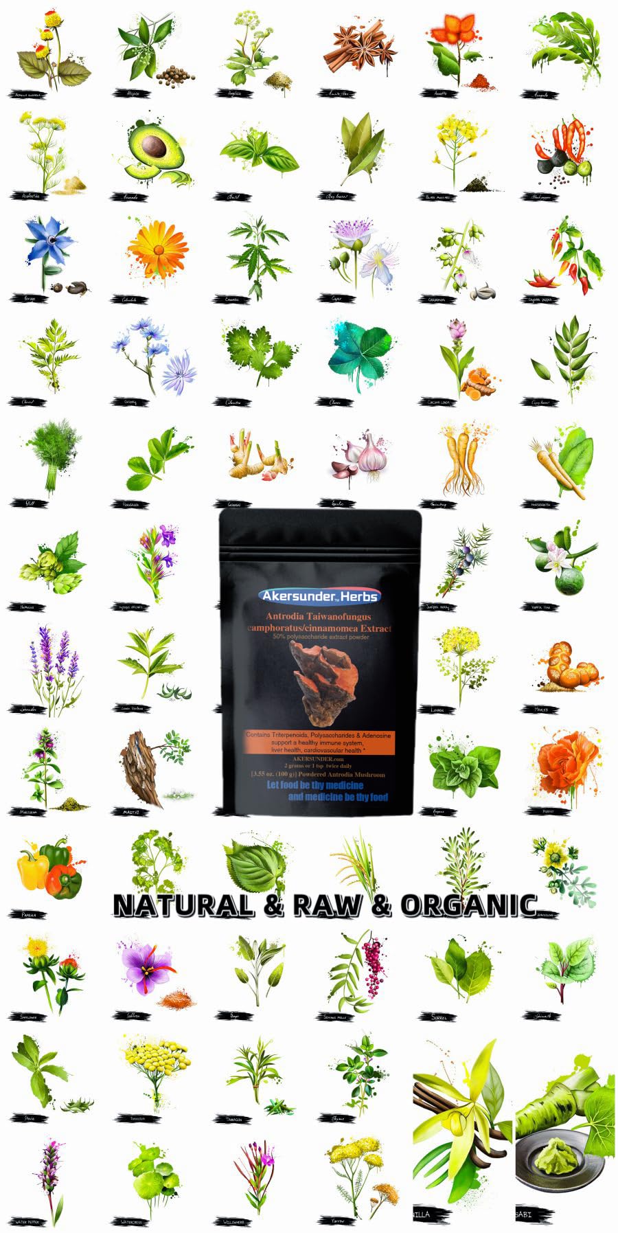 Antrodia Camphorata for holistic wellness