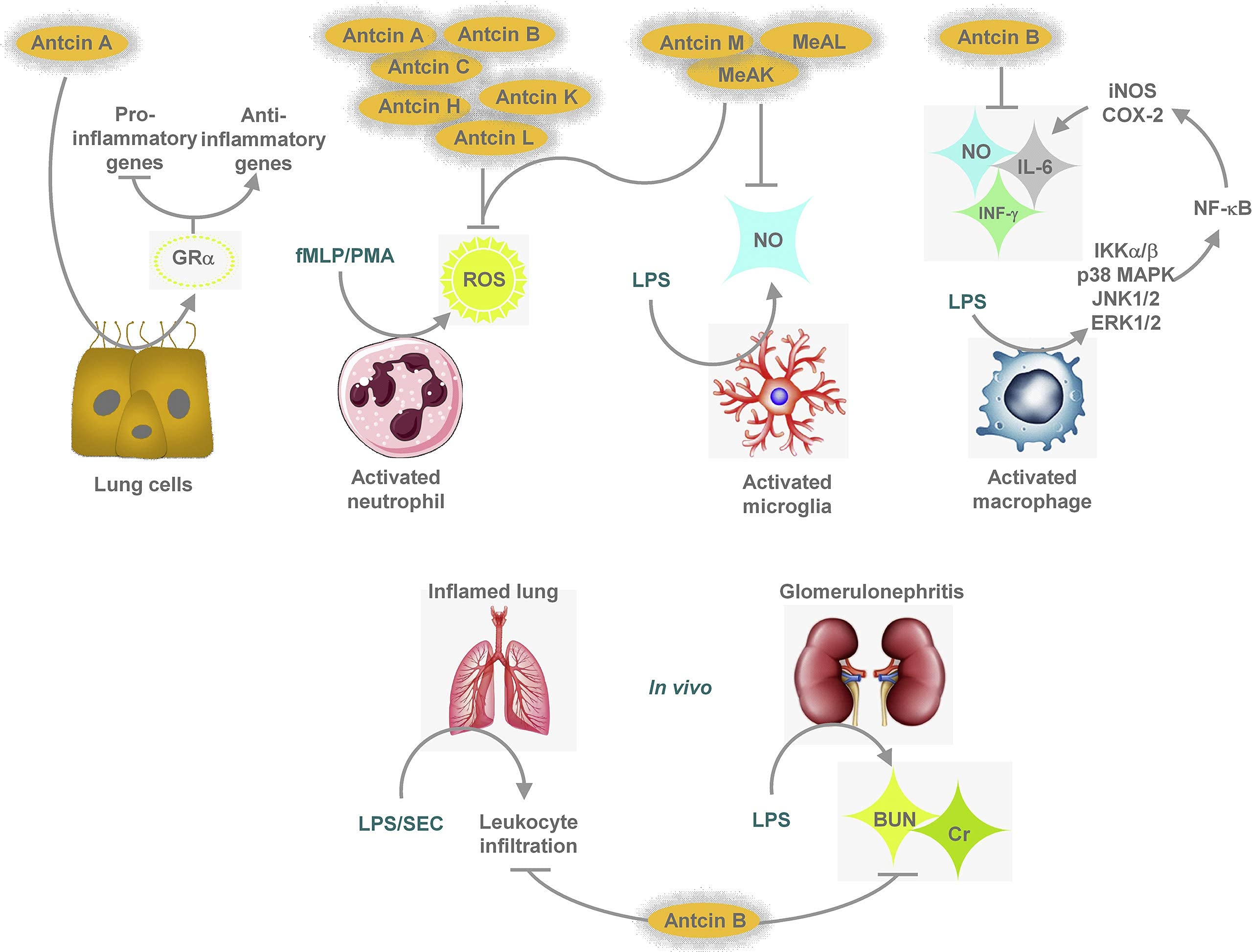 Antrodia Camphorata for immune system support