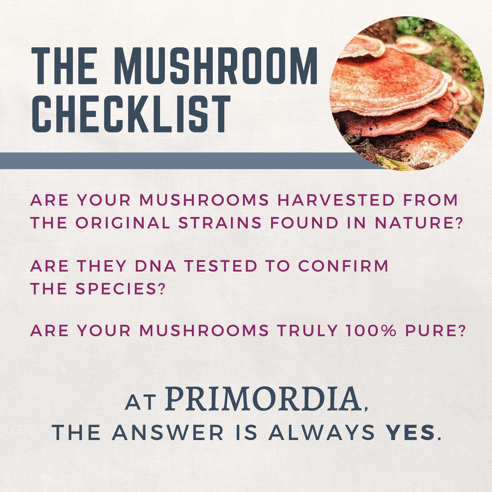 Antrodia mushroom benefits for wellness