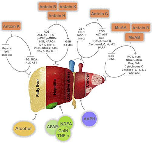 Antrodia mushrooms for enhanced detoxification