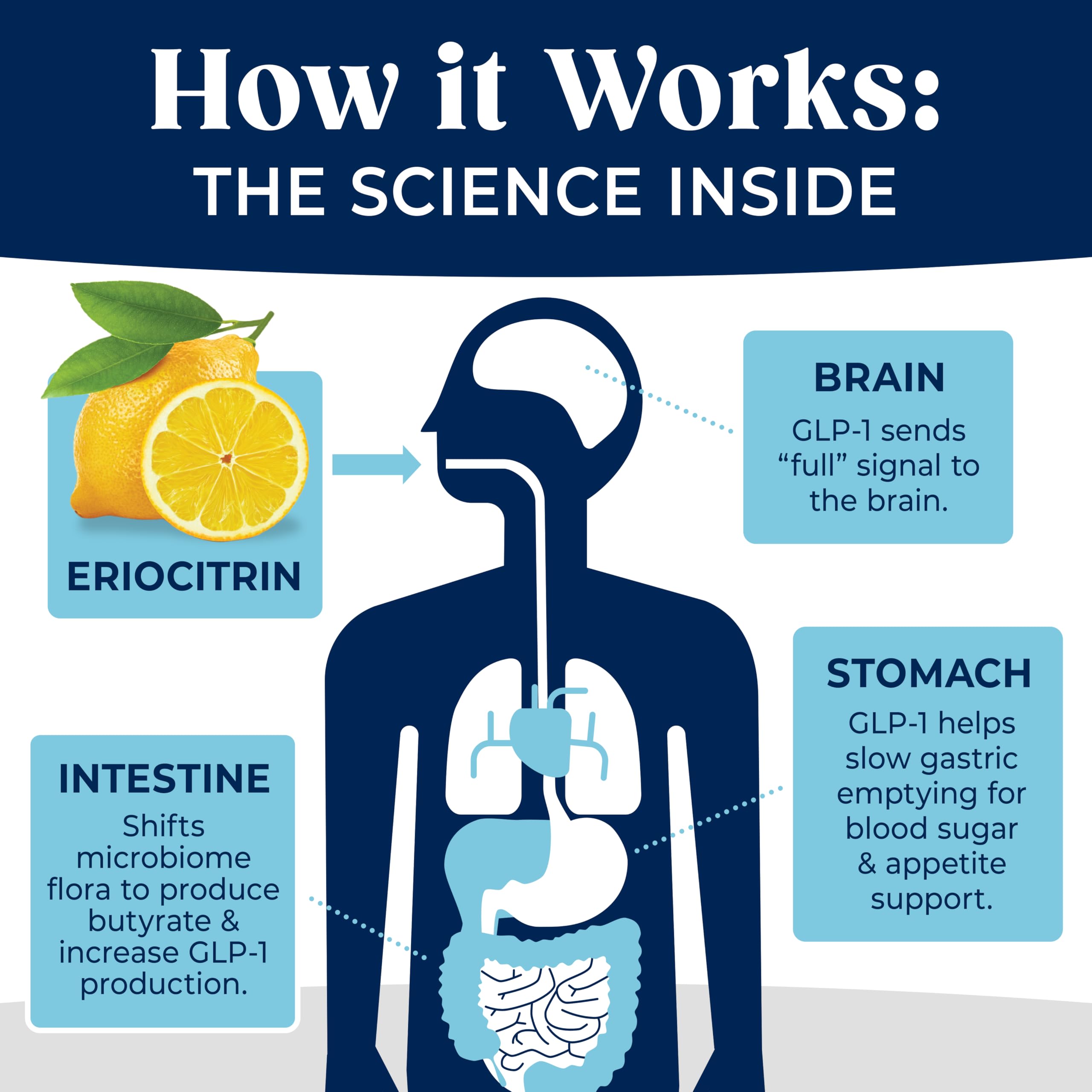 appetite control with GLP-1 support
