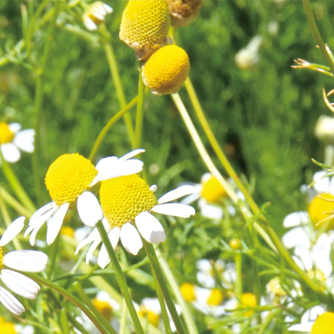 aromatherapy with chamomile tea